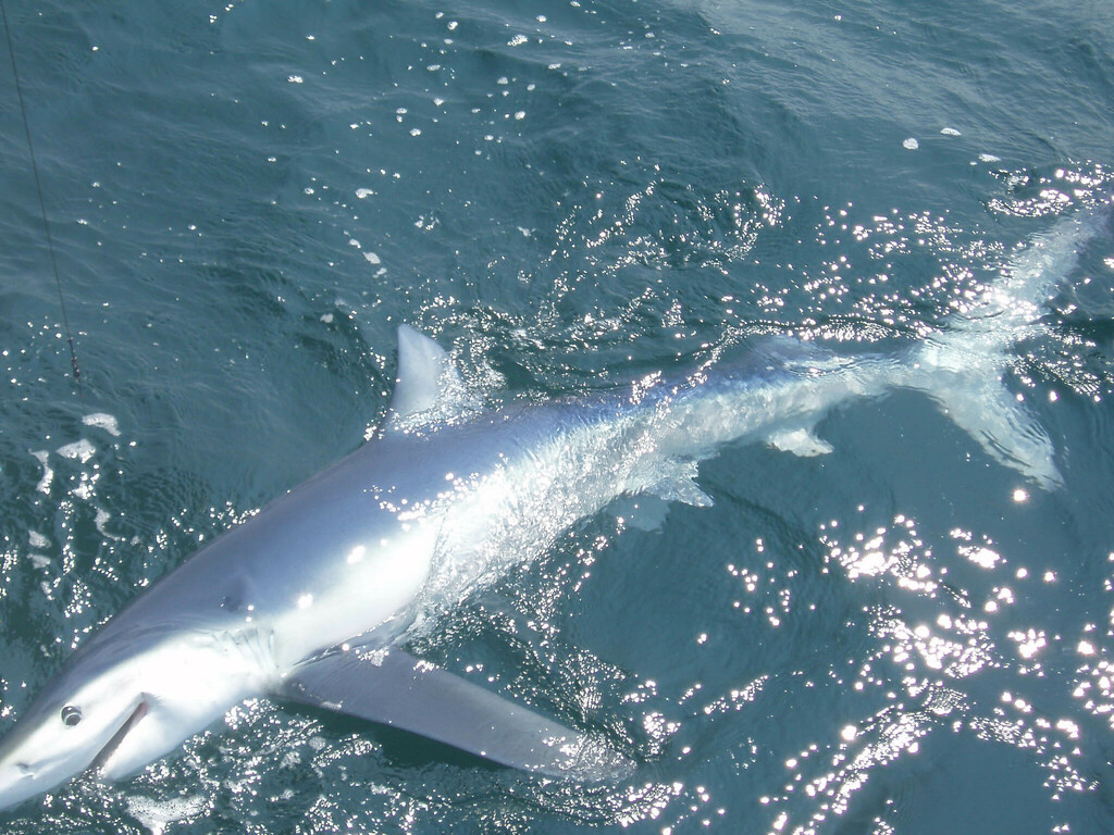 Blue Shark on July 27, 2006 at 11:56 AM by dougnaturalist · iNaturalist