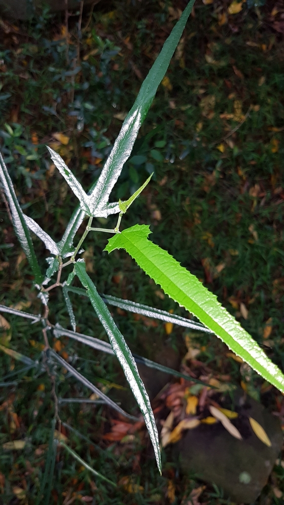 whalebone tree from Razorback on November 7, 2021 at 03:50 PM by Ray ...