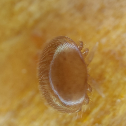 Kleštíkovití (Varroidae)