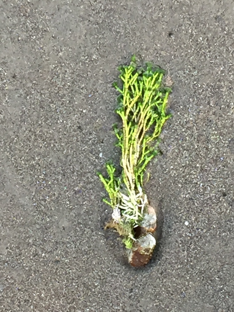 Cymopolia barbata from Océano Atlántico, , VER, MX on July 26, 2018 at ...