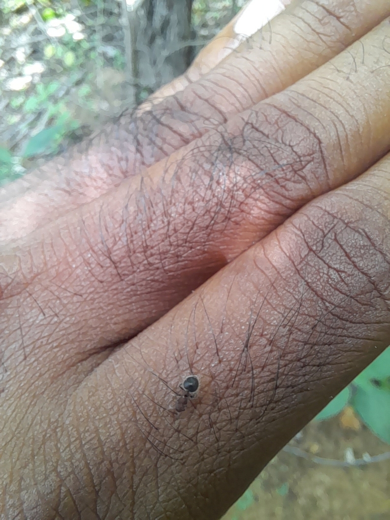 Bicolored Shield Ant from Tiruvannamalai, IN-AP, IN on August 11, 2022 ...
