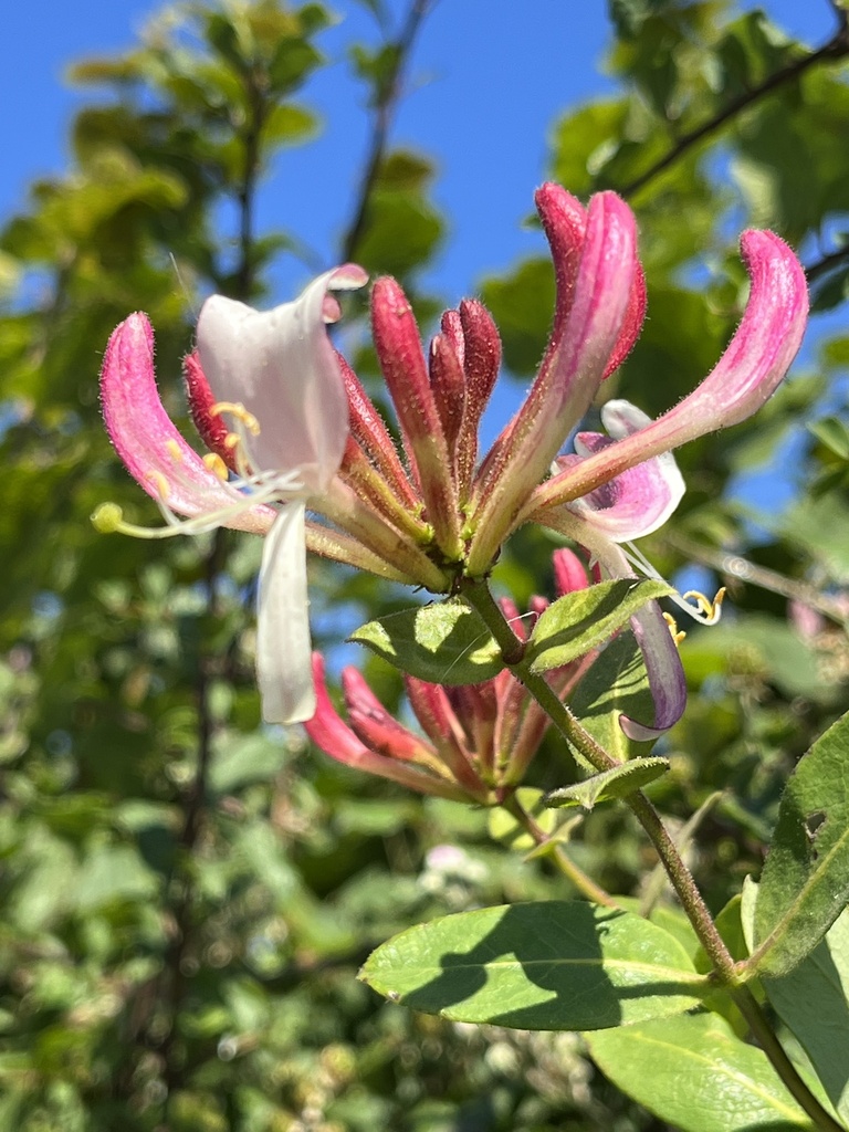 Common Honeysuckle from Aldingham, Ulverston, England, GB on August 10 ...