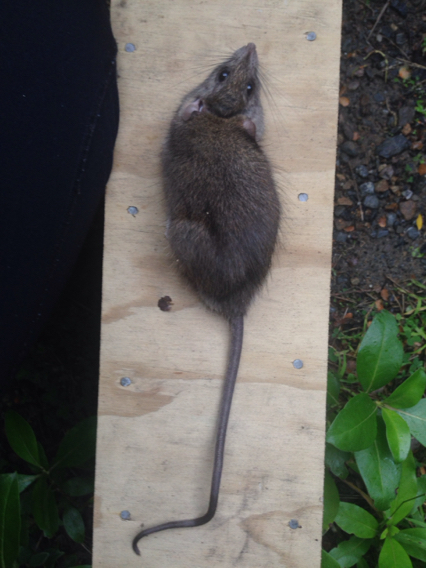 Black Rat from Mount Street Cemetery, Kelburn, Wellington, NZ on August ...