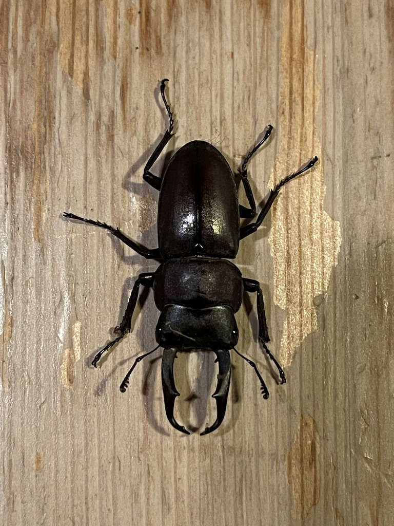 Dorcus rectus yakushimaensis from 宮之浦, 熊毛郡屋久島町, 鹿児島県, JP on August 12 ...