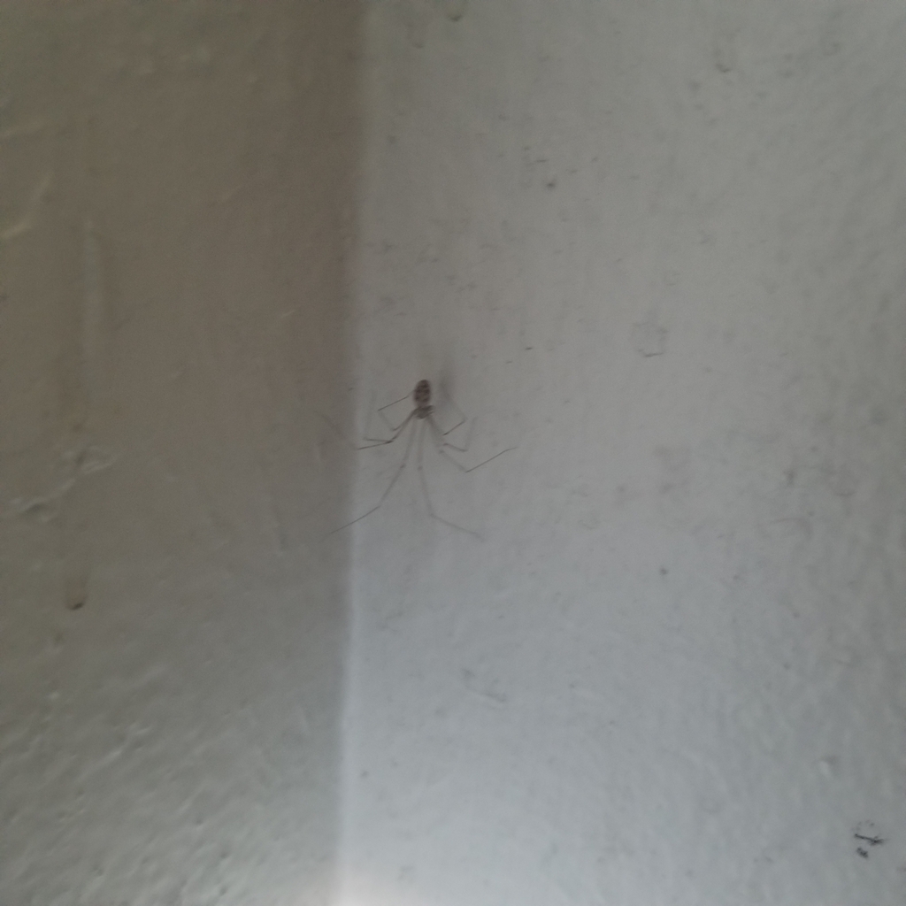 Cellar Spiders from Bahama at Alpaca - W - NS, Dallas, TX 75211, EE. UU ...