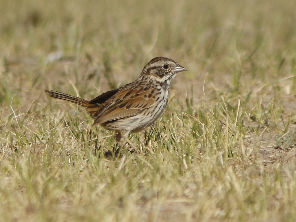 Sierra Madre Sparrow in April 2022 by dbeadle. Sierra Madre Sparrow ...
