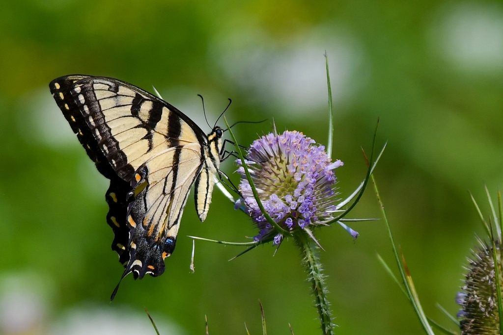 Eastern Tiger Swallowtail from W. W. Knight Nature Preserve on August ...