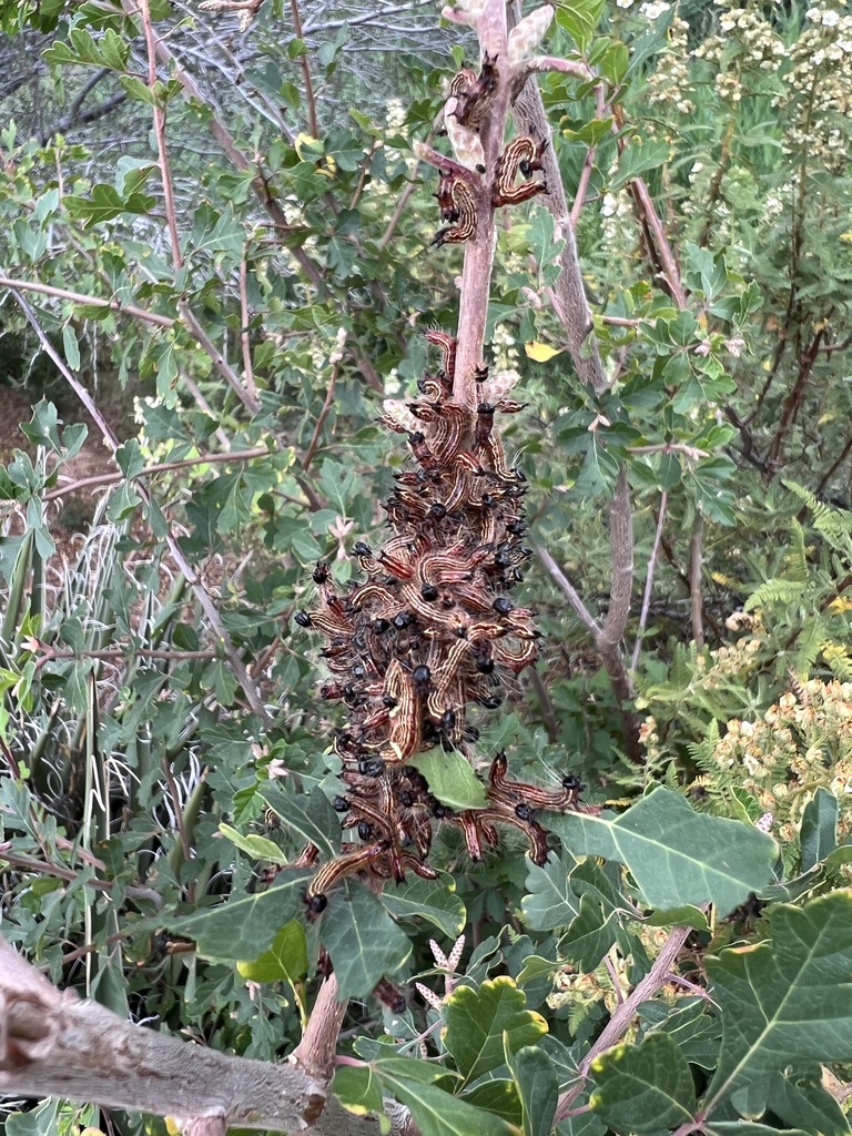 Spotted Datana Moth from MRC Santa Fe on August 10, 2022 at 11:35 AM by ...