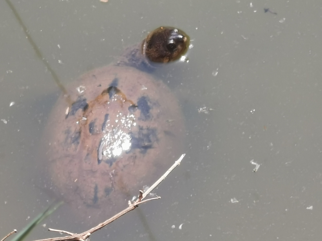 Williams’ African Mud Turtle from Kigali city 🏙️ Kigali city 🌆, Kigali ...