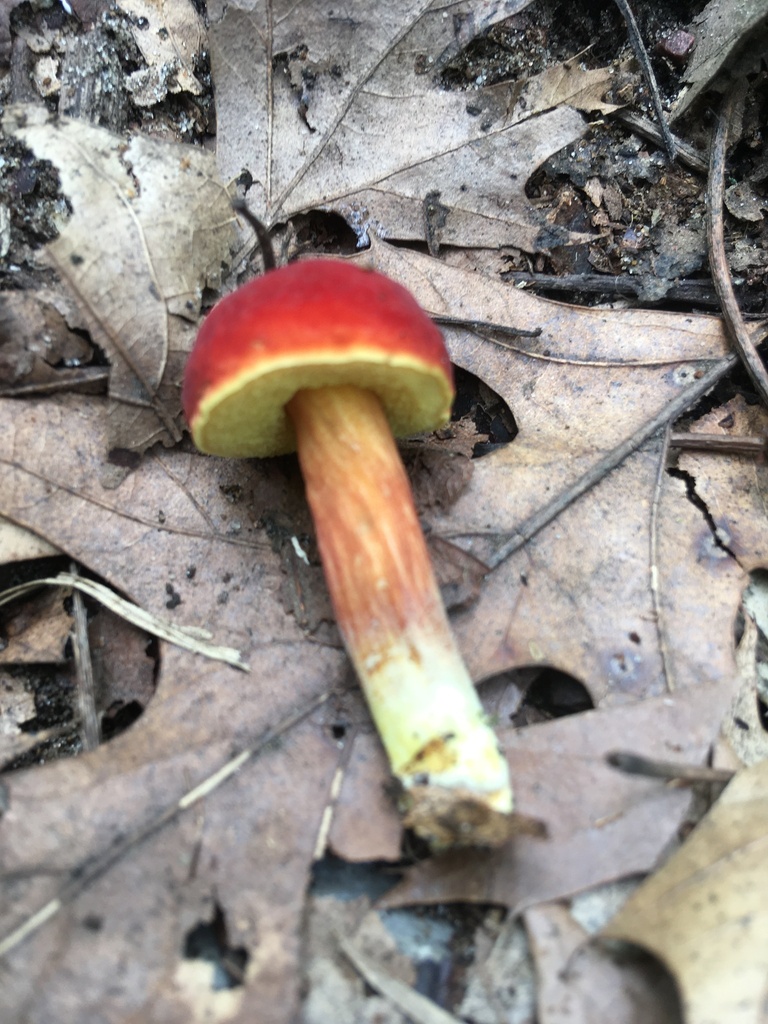 Hortiboletus sp. 'IN02' from Pulaski County, US-IN, US on August 11 ...