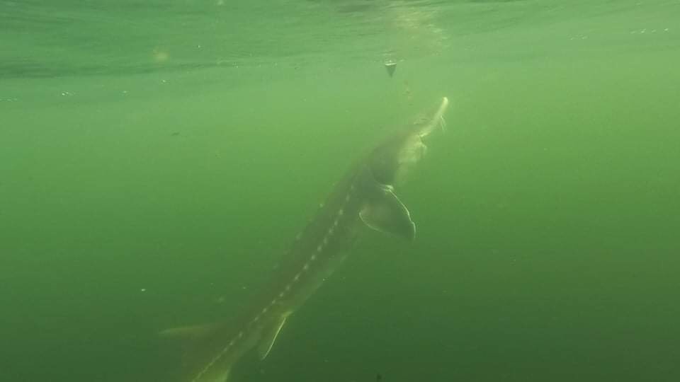 White Sturgeon from Brownlee Reservoir, Huntington, OR, US on April 22 ...