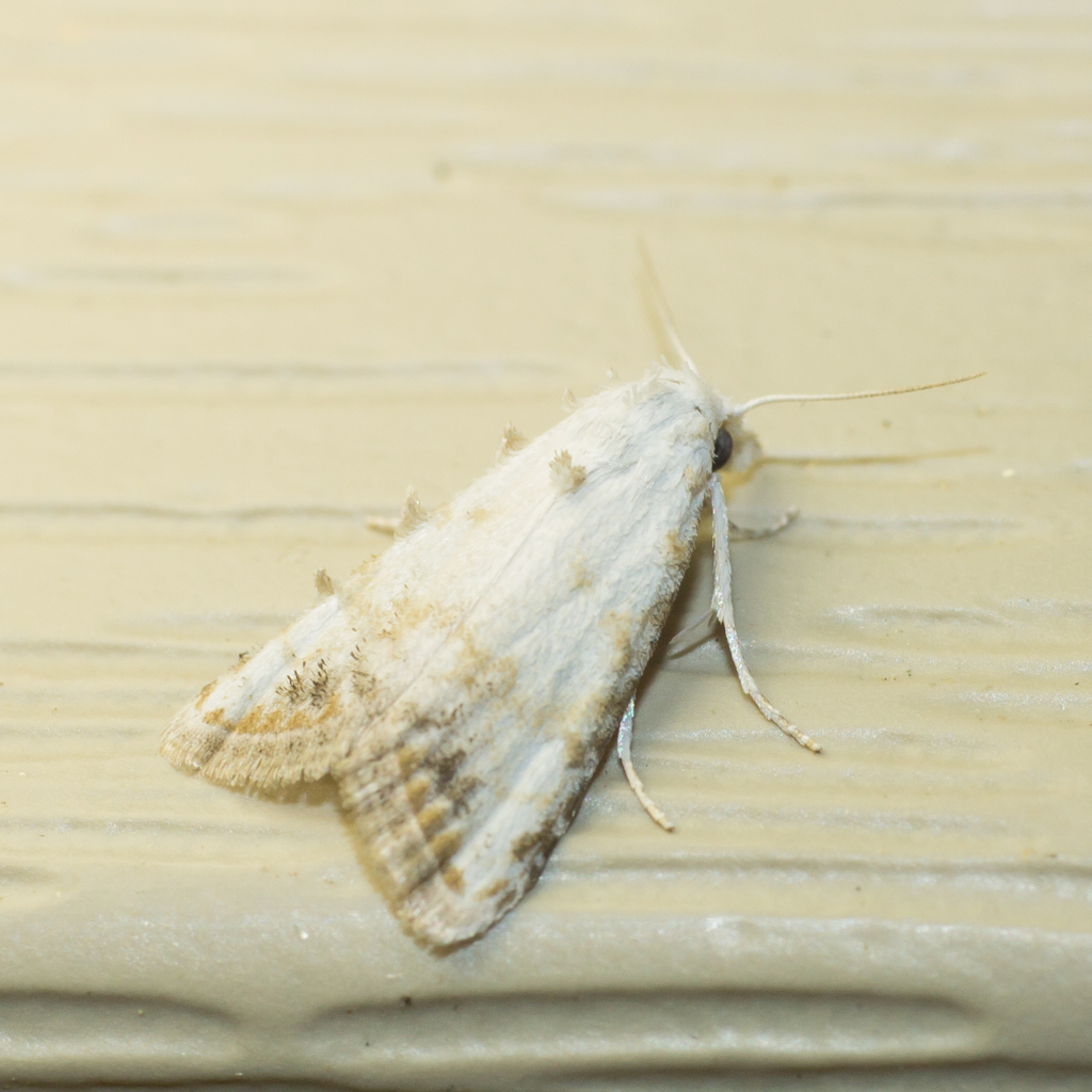 Sorghum Webworm Moth in July 2015 by Timothy Reichard · iNaturalist