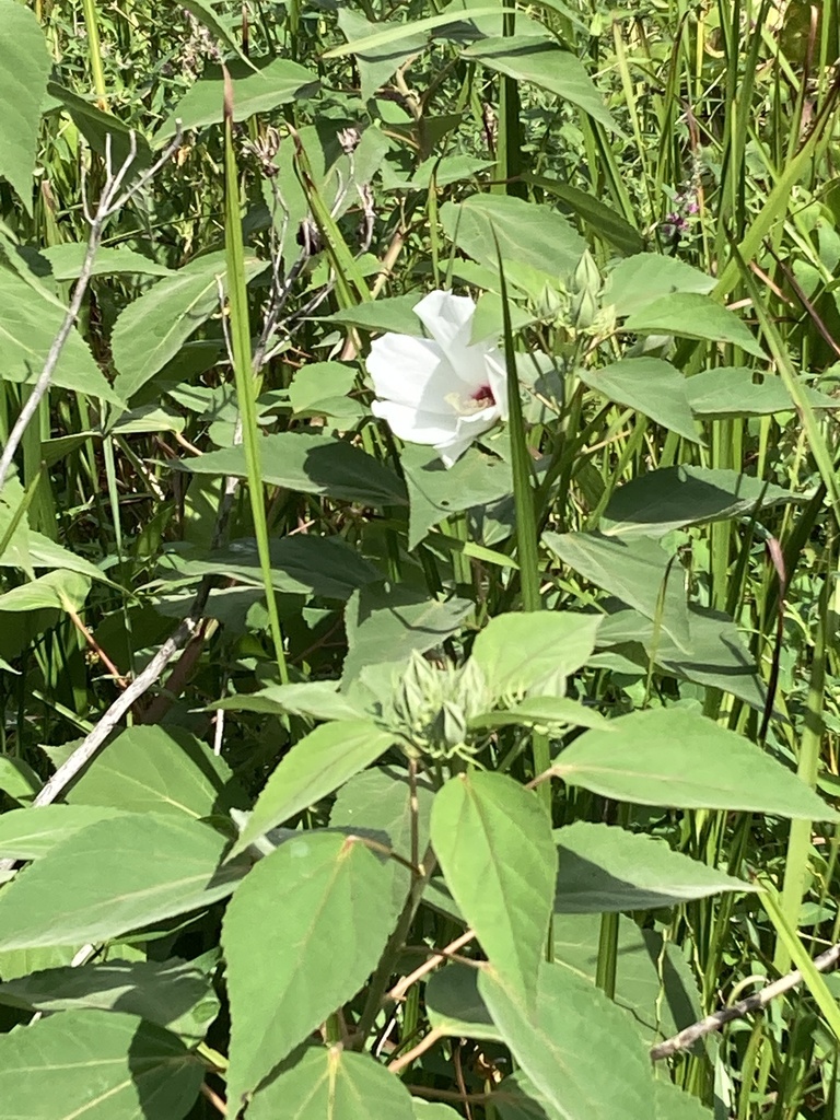swamp rose mallow from North Chagrin Nature Center, Willoughby Hills ...