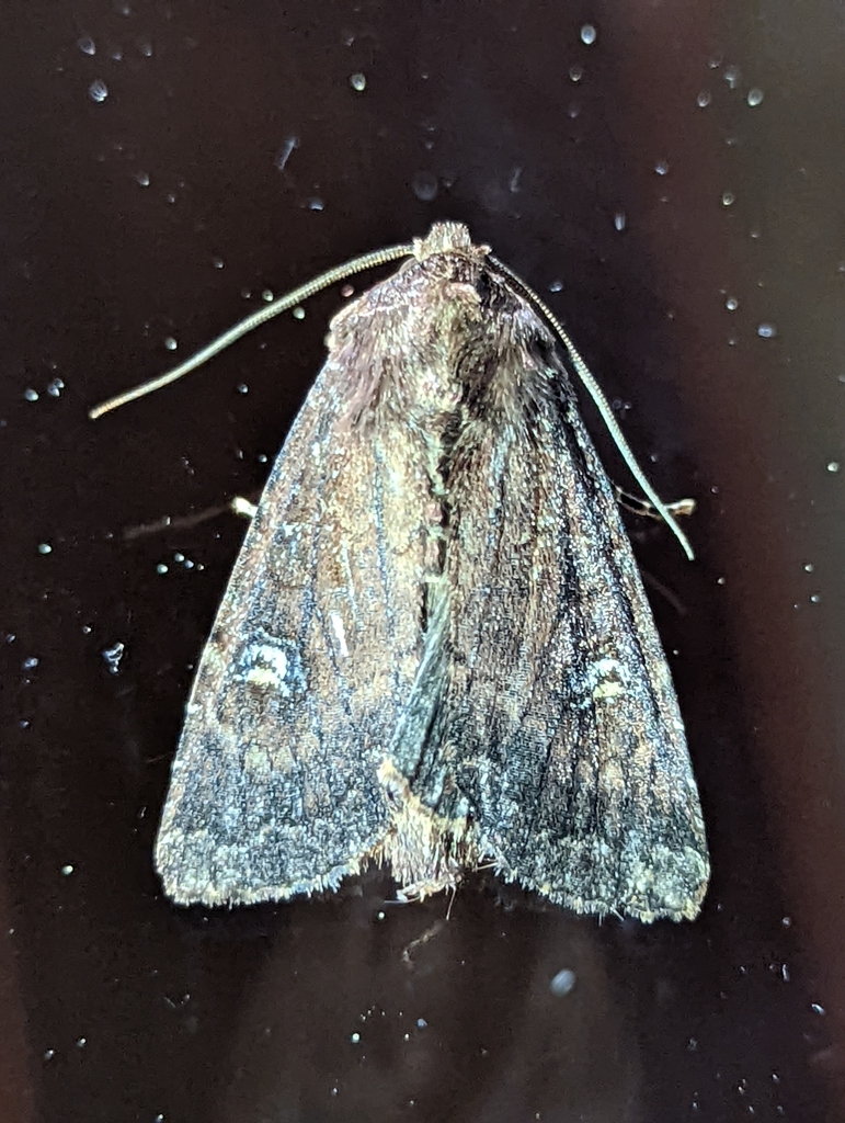 Doubtful Apamea Moth from Saint-Pierre, 97500, Saint-Pierre-et-Miquelon ...