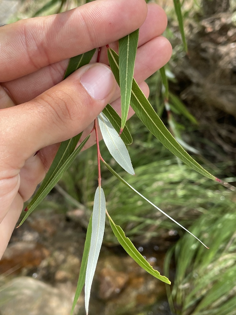 Ahuejote desde Coronado National Forest, Tucson, AZ, US el 11 de agosto ...