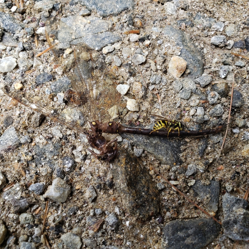 Spotted Darners from Buncombe County, Blue Ridge Parkway, US-NC, US on ...