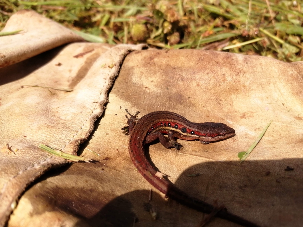 Elegant Eyed Lizard from Pitalito, Huila, Colombia on December 02, 2020 ...
