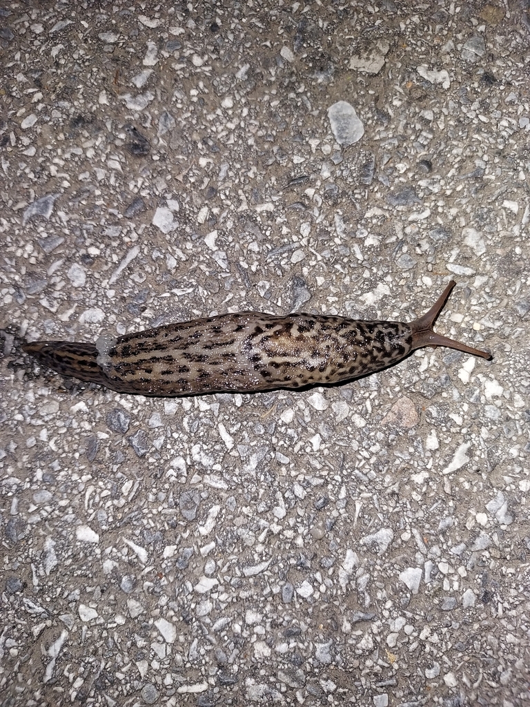 Leopard Slug from East Marlborough Township, PA 19348, USA on August 11 ...