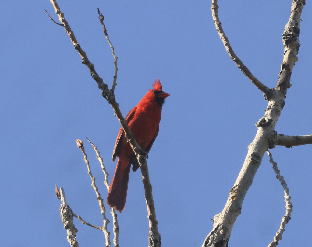 Northern Cardinal from Cass County, ND, USA on August 08, 2022 at 09:32 ...