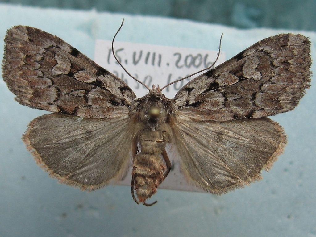 Praevia Dart from Les Bergeronnes, La Haute-Côte-Nord, QC, Canada on ...