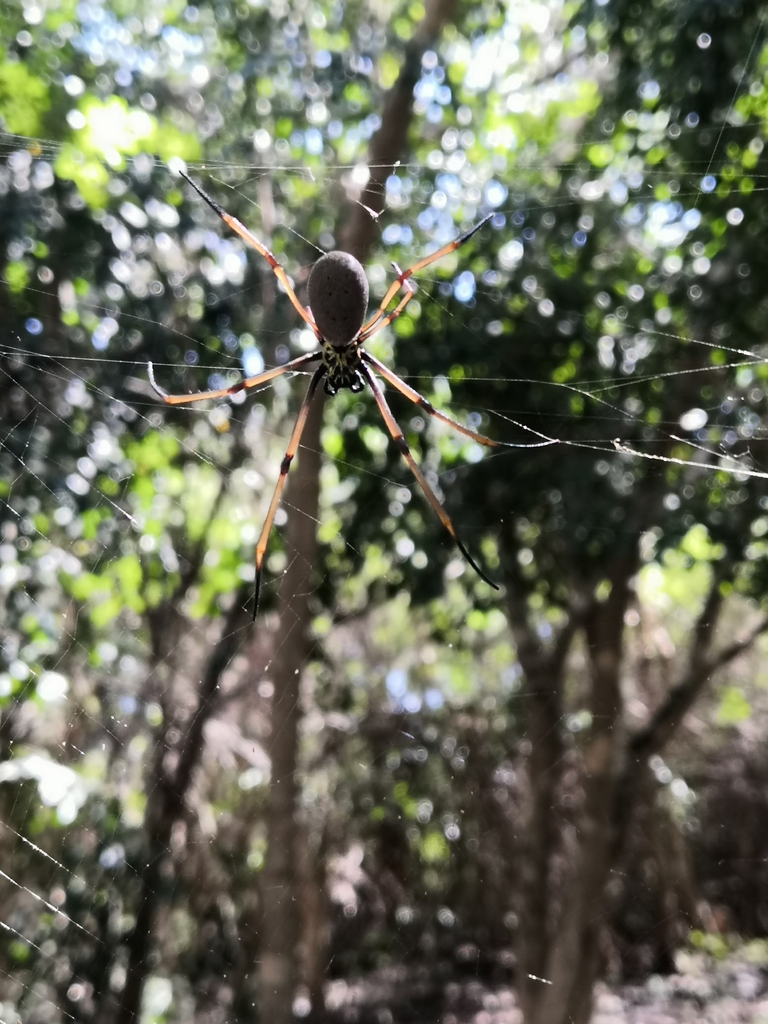 Tiger Spider from Koné on August 12, 2022 at 12:27 PM by Solene Herve ...