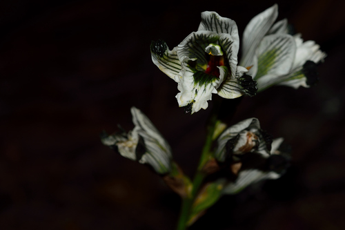Chloraea tectata · iNaturalist