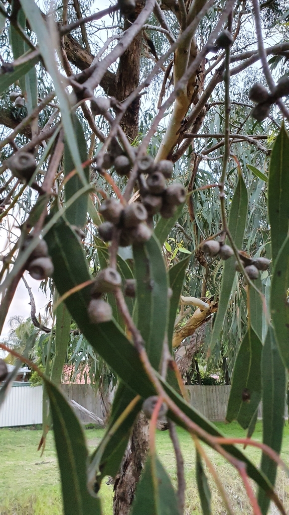 Long-leaved Box from Ferntree Gully VIC 3156, Australia on August 12 ...