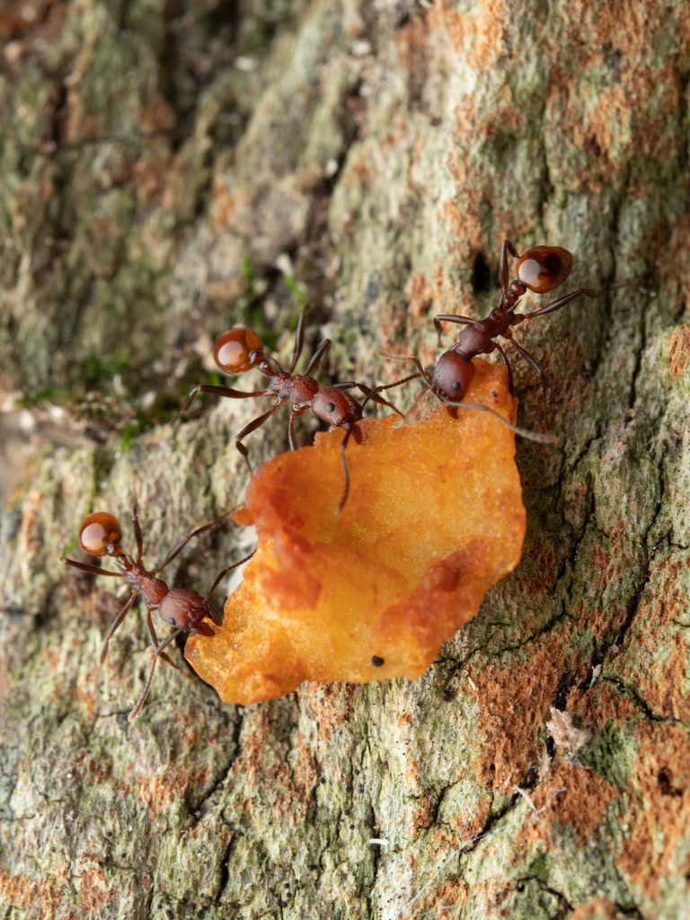 Tennessee Collared Ant from Waukesha County, WI, USA on July 29, 2022 ...