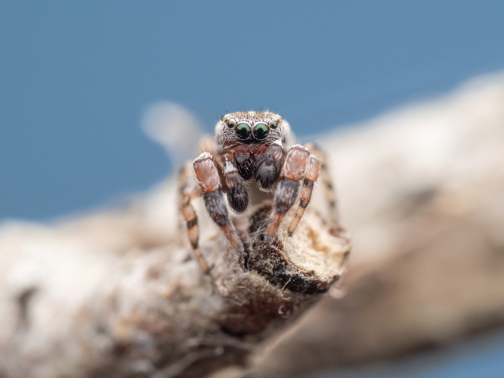Wheeler's thick-legged jumping spider from Manitoulin District, ON ...