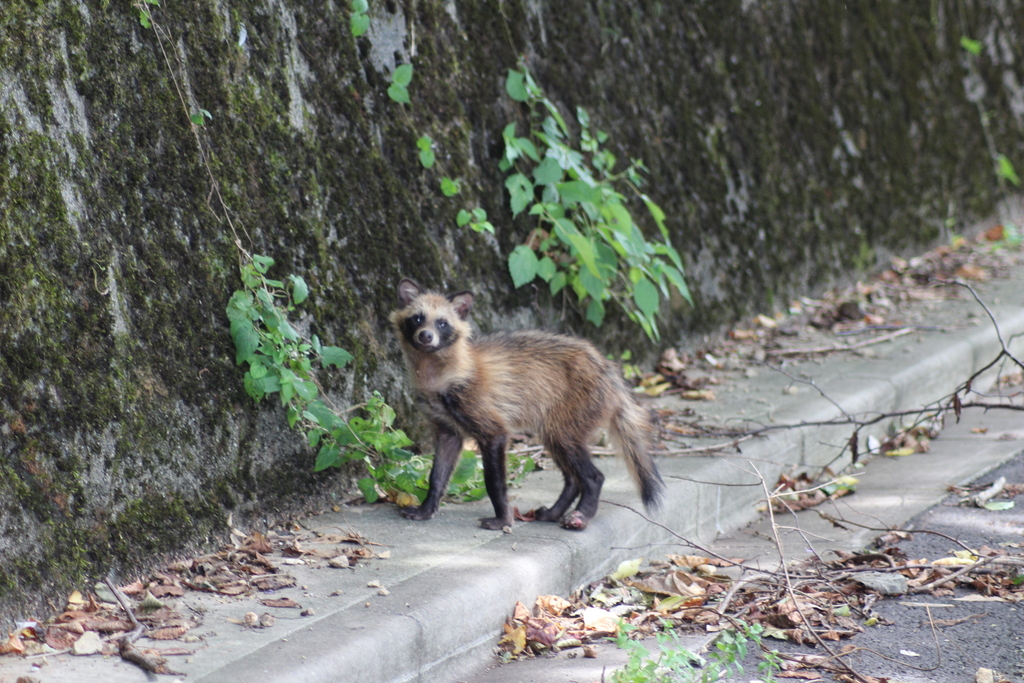 Hondo Raccoon Dog from 日本、福井県福井市 on August 11, 2022 at 12:27 PM by ...