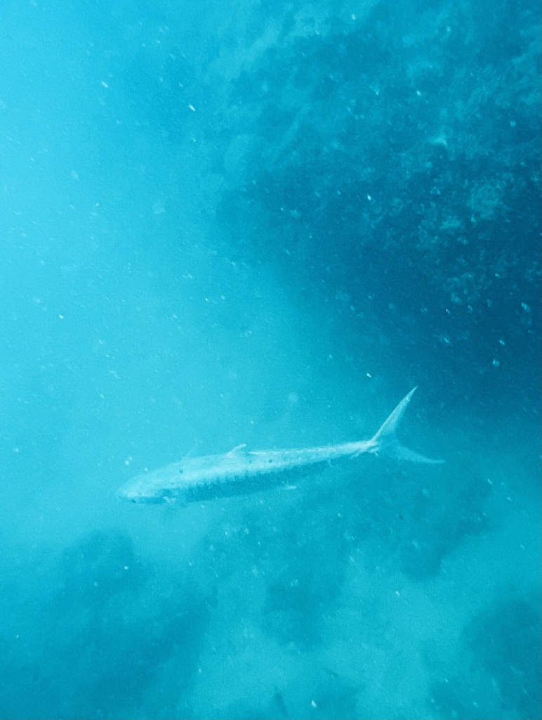 Scomberomorus from Mer de Corail, Cape Conway, QLD, AU on August 12 ...