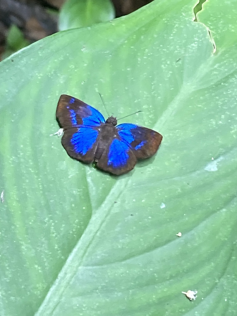 Glorious Blue-Skipper from Salto de Agua, MX-CH, MX on August 10, 2022 ...