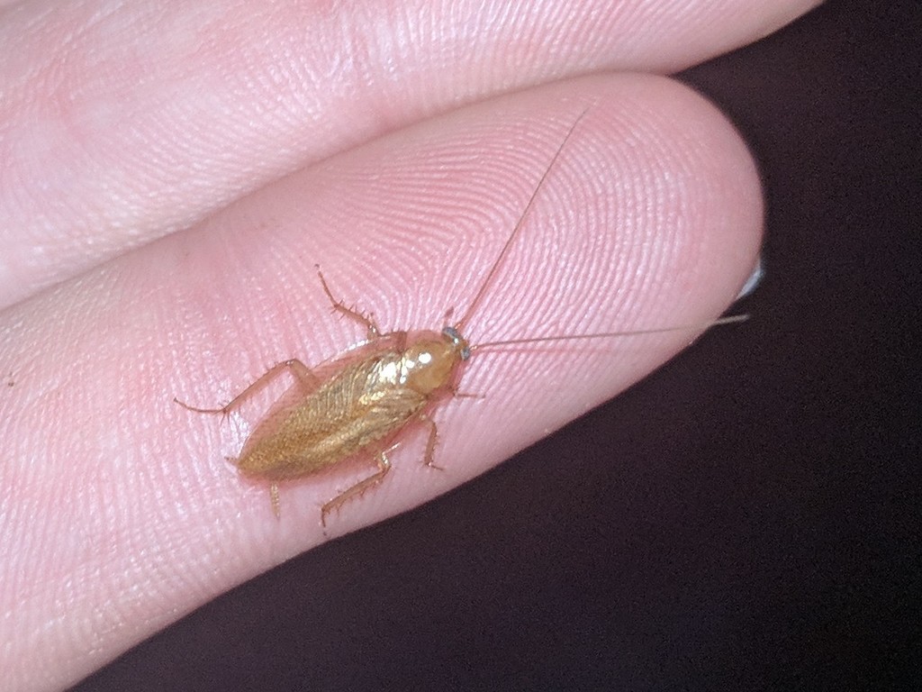 Tawny Cockroach from 18072 Maple Hill Ct, Northville, MI 48168, USA on ...