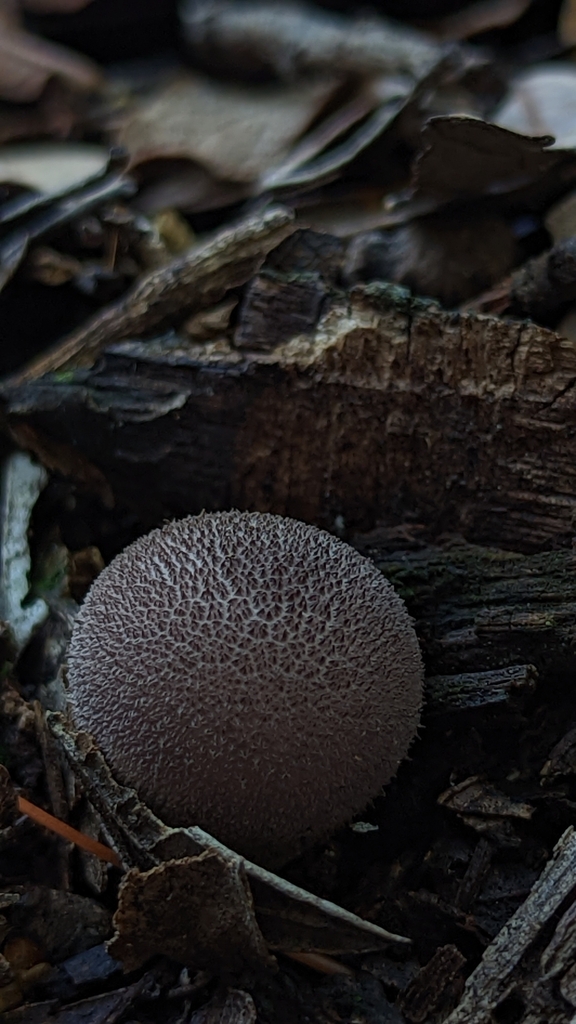 Lycoperdon in August 2022 by Michelle C. Torres-Grant. Oak woodland ...