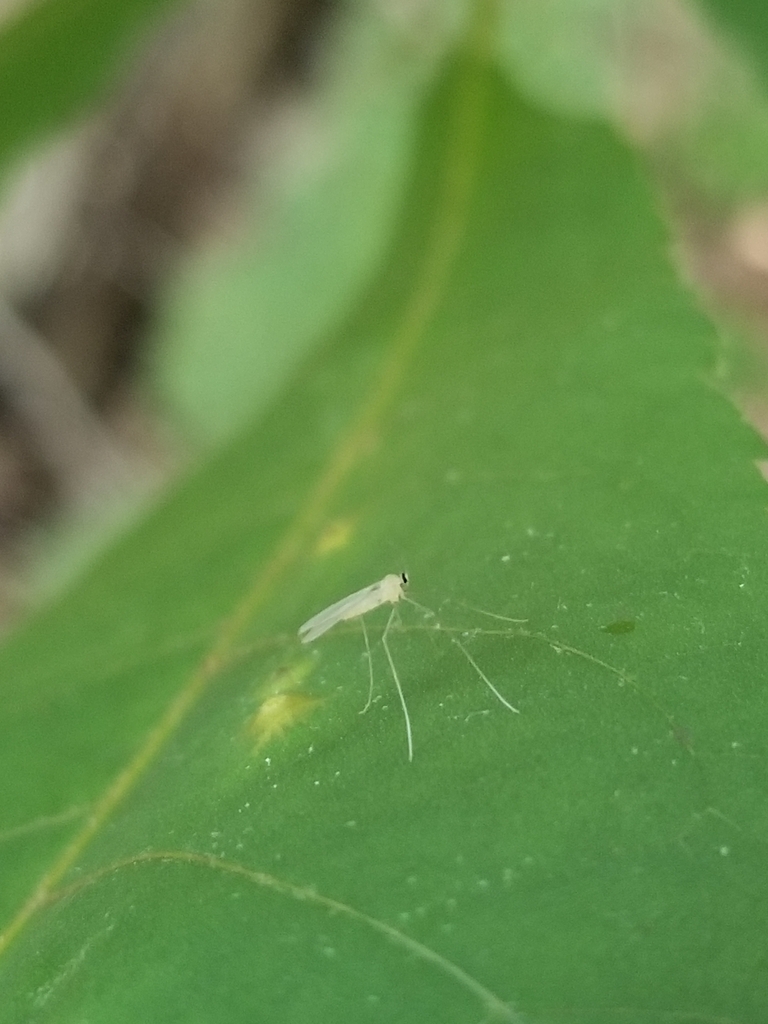 Gall and Forest Midges from Murray, KY 42071, USA on August 12, 2022 at ...