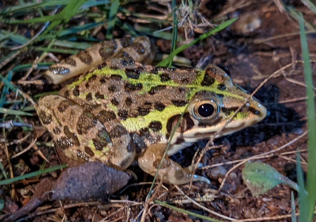Indus Valley Bullfrog from TOWER-B BLOCK-5, PRAJAY MEGAPOLIS ...