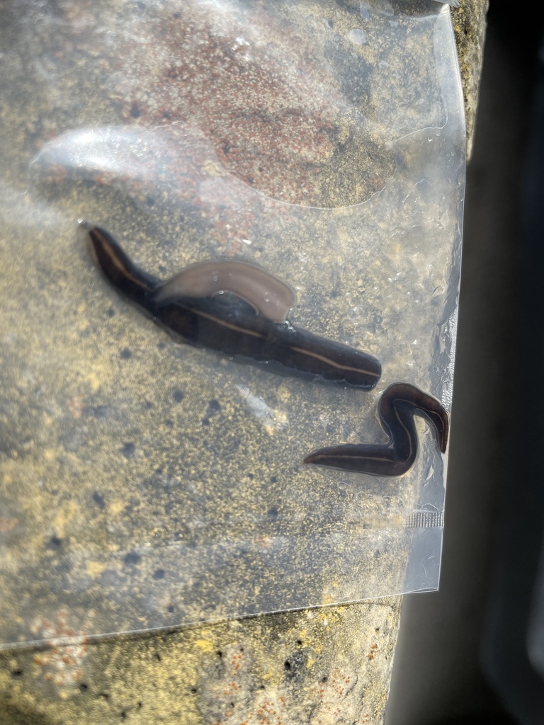 New Guinea Flatworm from Savannah Cir E, Bay Lake, FL, US on August 12 ...