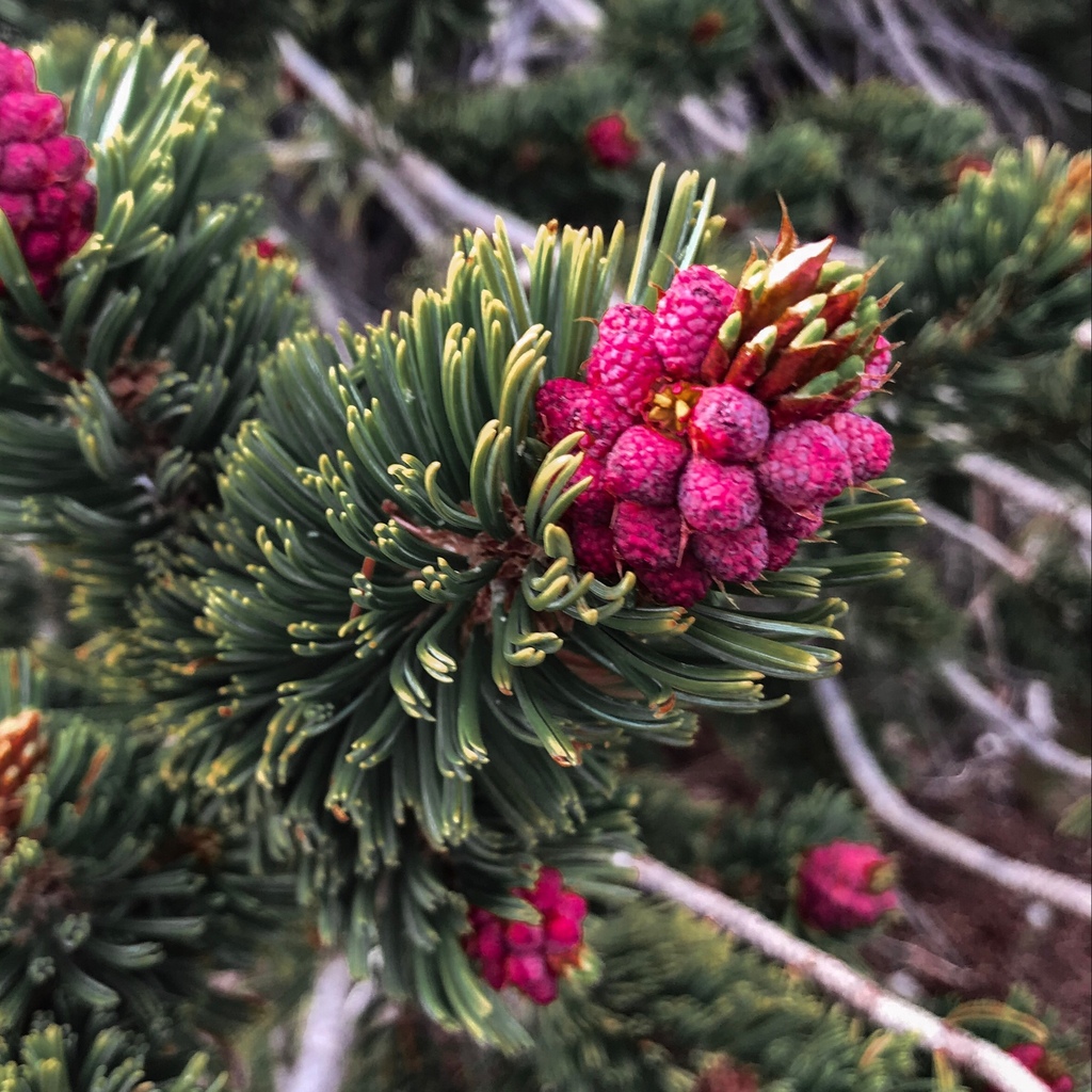 soft pines from Toiyabe National Forest, Las Vegas, NV, US on July 14 ...