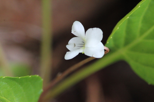 Western White Bog Violet (Variety Viola primulifolia occidentalis ...