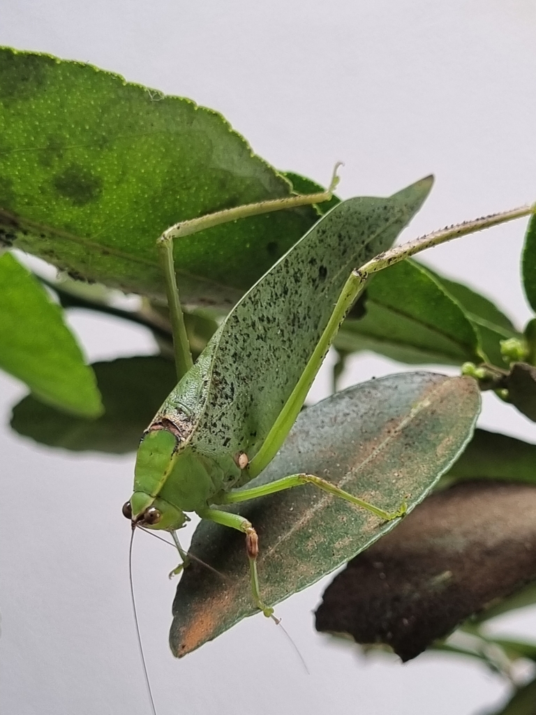 Neotropical Giant Katydids from Divisa Alegre on August 12, 2022 at 10: ...