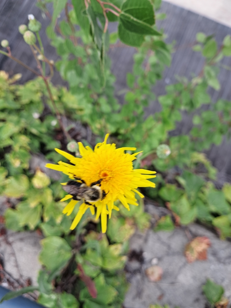 Common Eastern Bumble Bee from Vieux-Port de Montréal, Montréal, QC ...