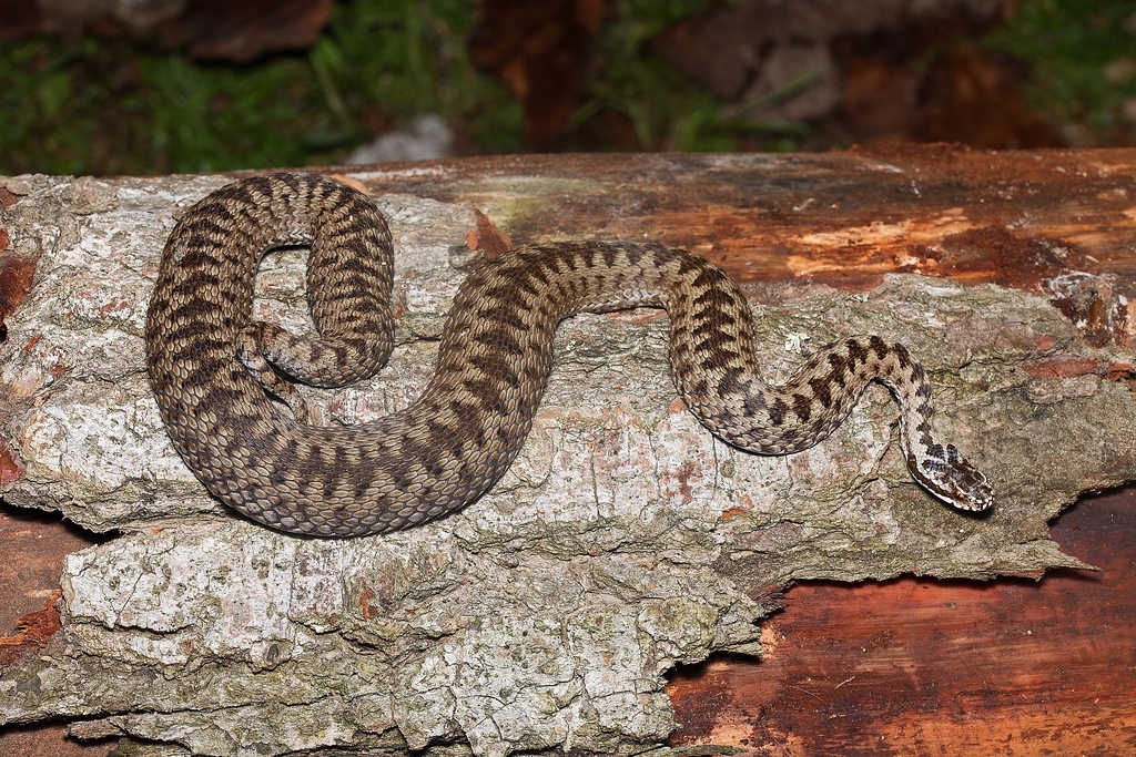 Adder from 082 36 Lipovce, Slovensko on August 05, 2022 at 08:55 AM by ...