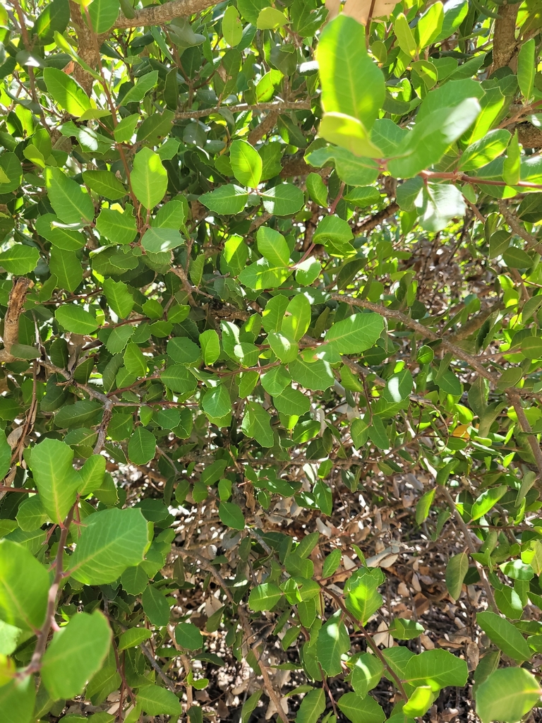 lemonade berry from Thousand Oaks, CA 91320, USA on August 12, 2022 at ...