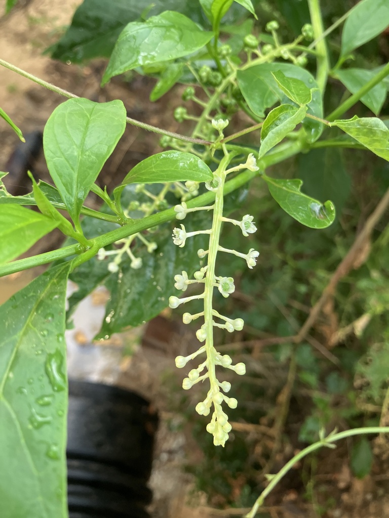 American pokeweed from County Road 2925, Rusk, TX, US on August 11 ...