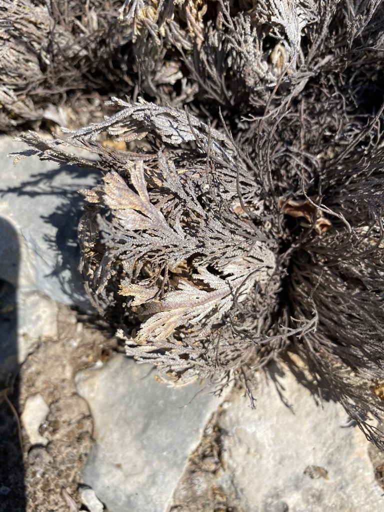 resurrection plant from Del Rio, TX, US on July 24, 2020 at 04:51 PM by ...