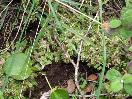 Family Corsiniaceae · iNaturalist