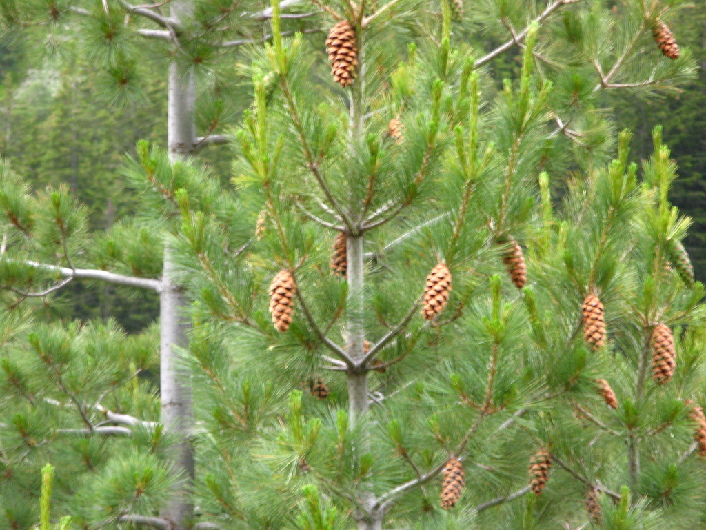 Macedonian pine from Obština Bansko, Bulharsko on June 26, 2009 at 05: ...