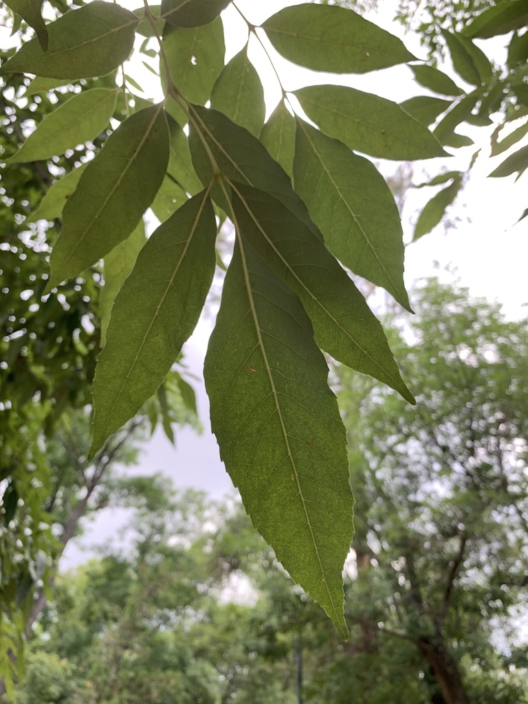 Shamel Ash from Bosque Cuauhtémoc, Morelia, Michoacán, MX on August 12 ...