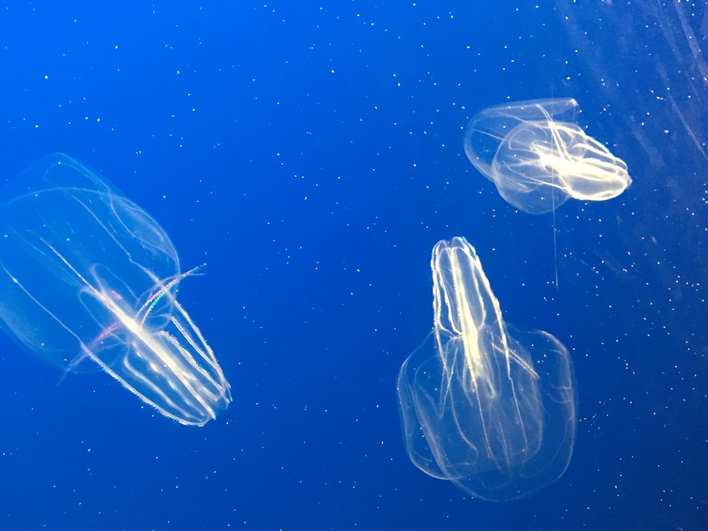 Lobate Comb Jellies from North Pacific Ocean, HI, US on April 06, 2022 ...