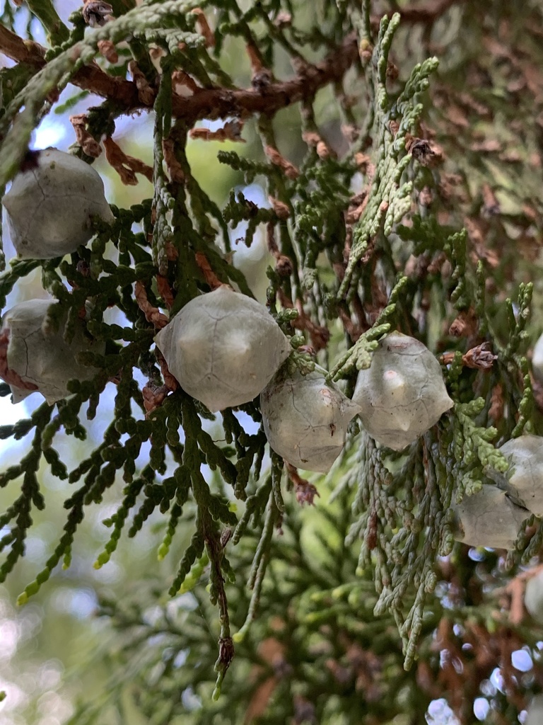 Mexican cypress from Bosque Cuauhtémoc, Morelia, Michoacán, MX on ...